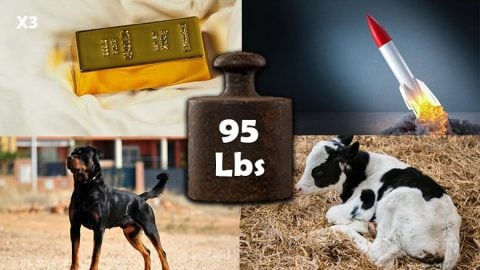 7 Things That Weigh Around 8000 Pounds (lbs) – Weight of Stuff