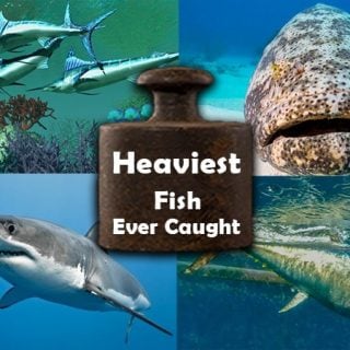 The 17 Heaviest Fish Ever Caught – Weight of Stuff