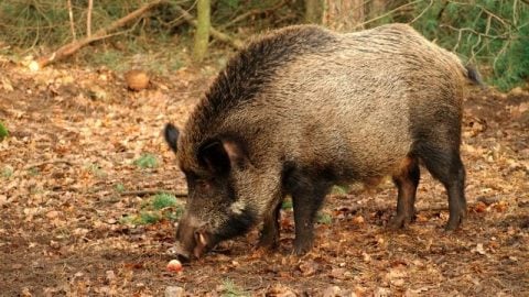 Wild Boar Weight: Species, Life Stages & Gender Differences