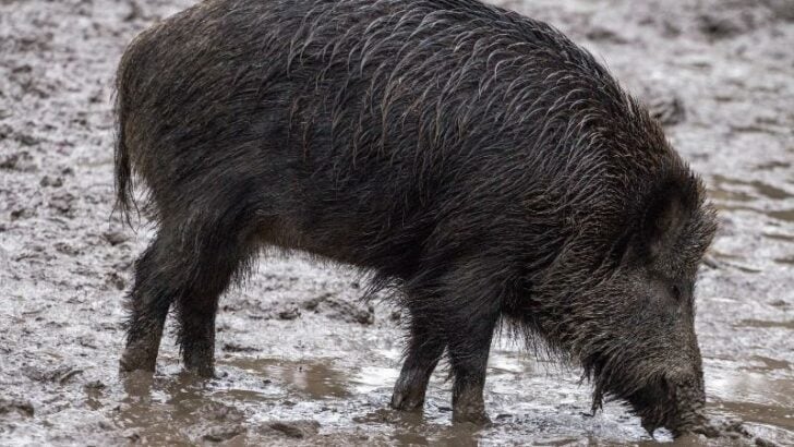 Wild Boar Weight: Species, Life Stages & Gender Differences