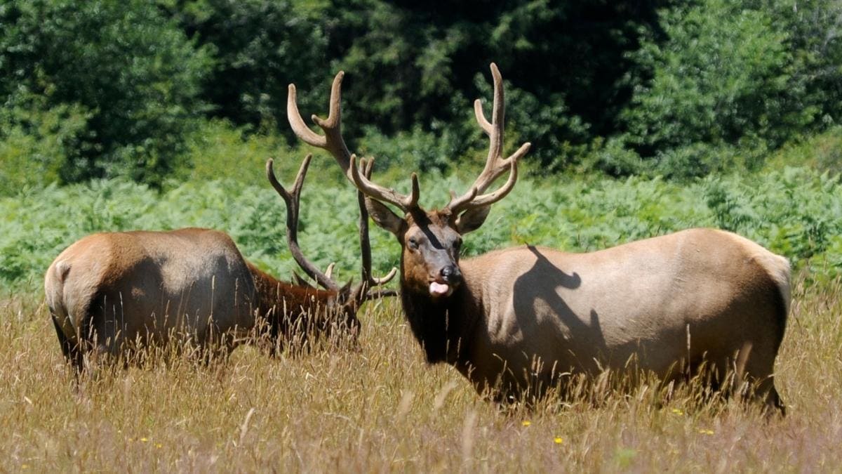 Elk Weight: Species, Life Stages & Gender Differences