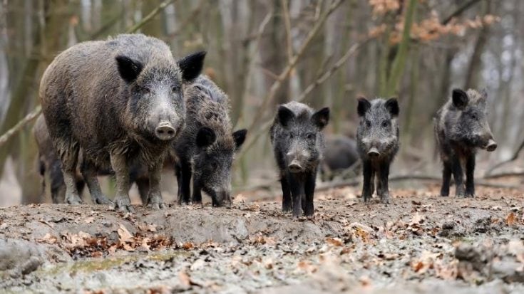 Wild Boar Weight: Species, Life Stages & Gender Differences