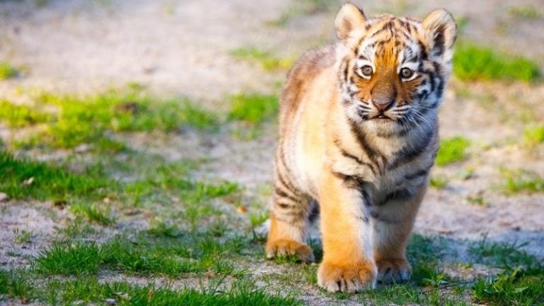 Tiger Weight: Species, Life Stages & Gender Differences