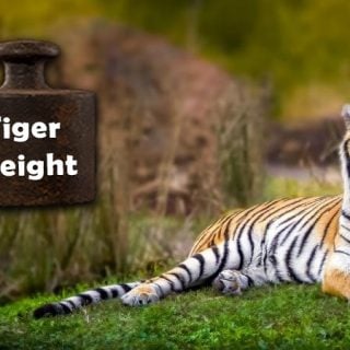 Tiger Weight: Species, Life Stages & Gender Differences – Weight of Stuff