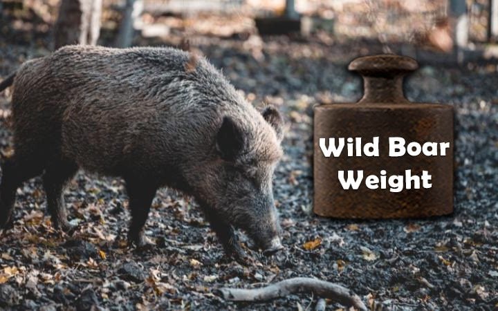 Wild Boar Weight: Species, Life Stages & Gender Differences – Weight of ...